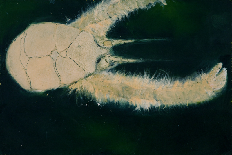 Lily Simonson – Yeti Crab